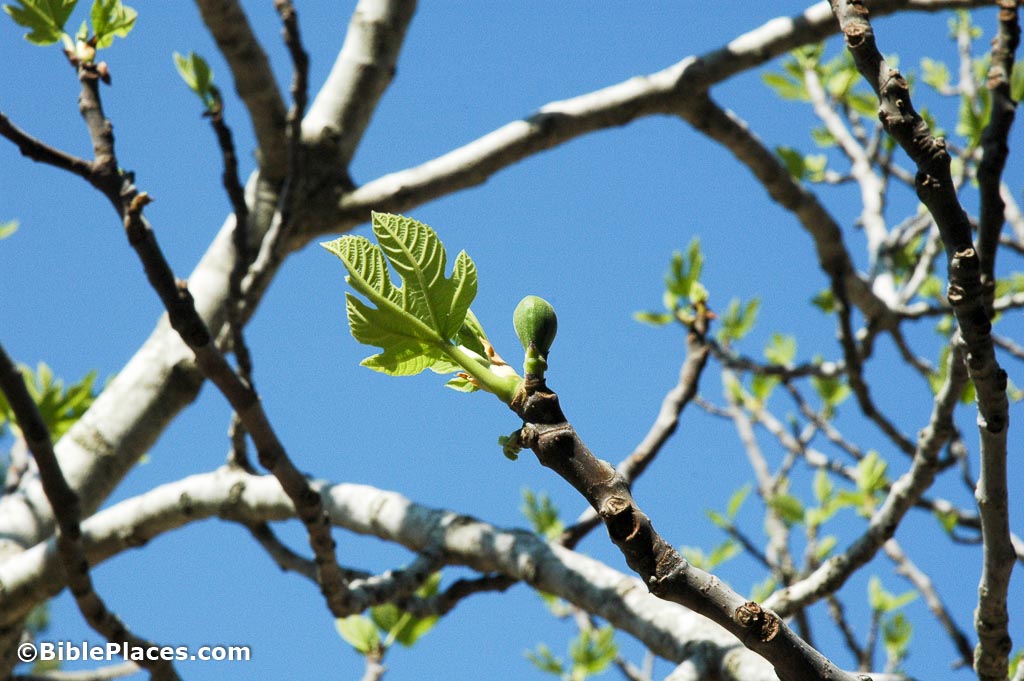 Prophecy Fulfilled – The Conservative Christian Apologist